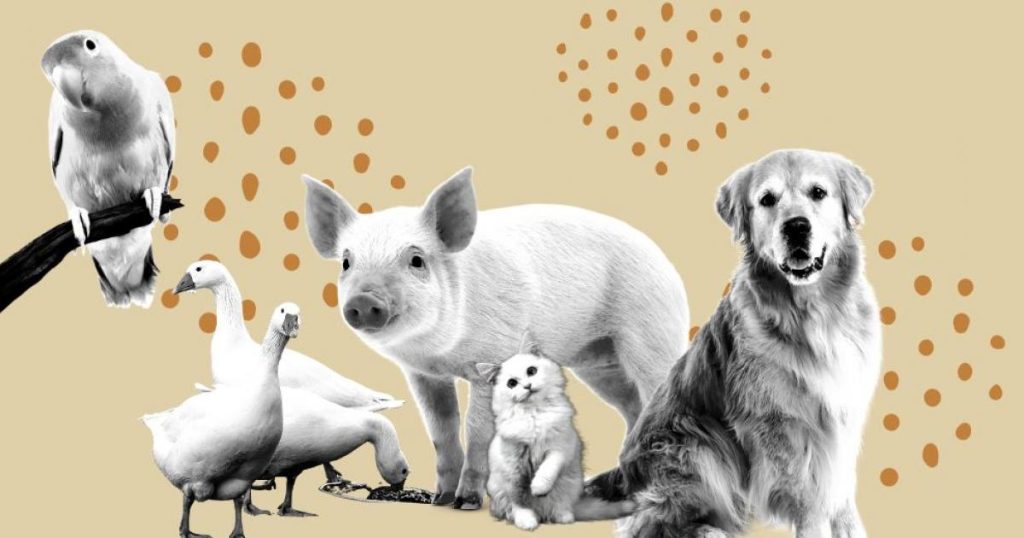 Resumen de la Ley de Bienestar Animal | CV Parque Morales